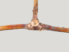 Touch and Step Voltage Calculator - ELEK Software